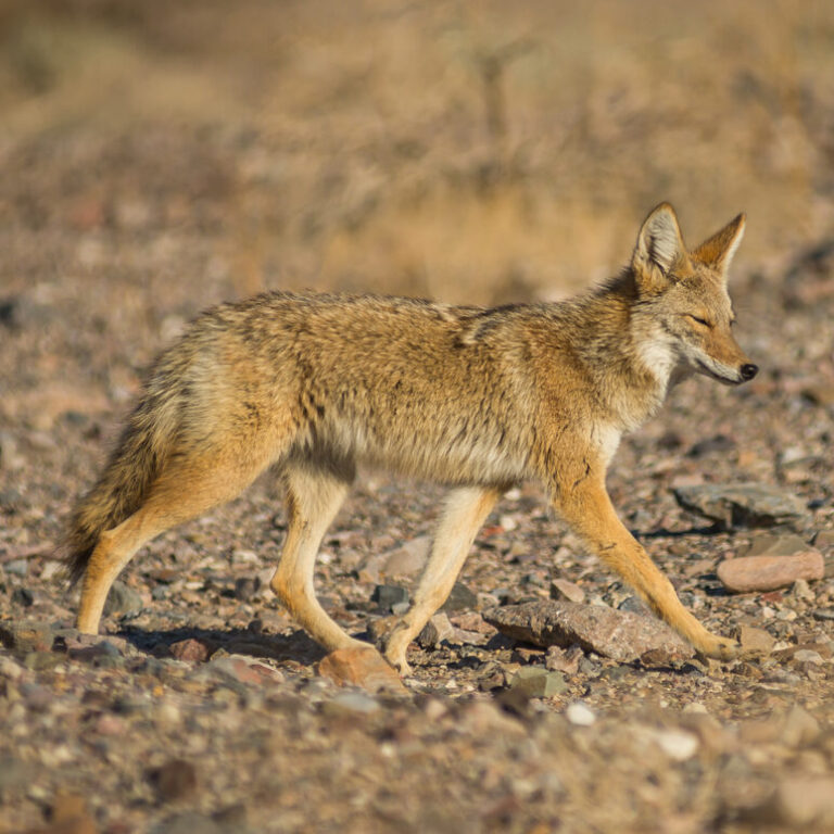 Common Sightings – Death Valley Natural History Association